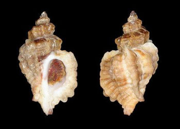 骨螺总科 Muricacea 蓝色动物学（中国动物学科普）